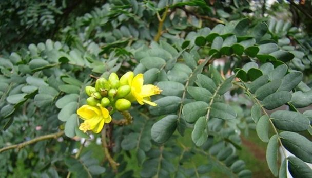 Jucá é bom para quê? para que serve, benefícios e malefícios | Dr. Saúde