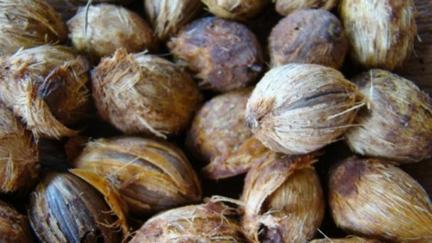 Licuri fruta: 15 benefícios, informação nutricional e malefícios | Dr ...