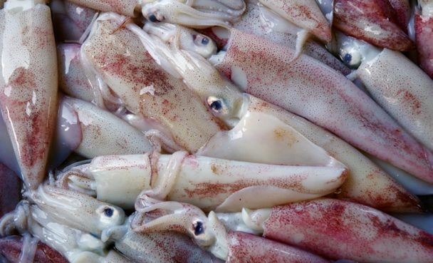 Lula: 16 benefícios, informação nutricional e malefícios | Dr. Saúde