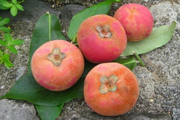 Mabolo fruta: 10 benefícios, informação nutricional e malefícios | Dr ...