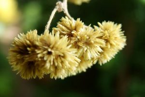 Macela é bom para quê? para que serve, benefícios e malefícios | Dr. Saúde