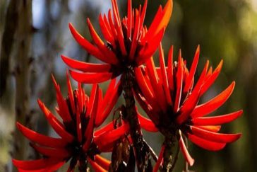 Mulungu é bom para quê? para que serve, benefícios e malefícios | Dr. Saúde