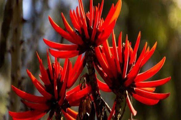 Mulungu é bom para quê? para que serve, benefícios e malefícios | Dr. Saúde