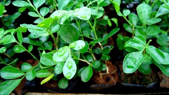 Murta é bom para quê? para que serve, benefícios e malefícios | Dr. Saúde