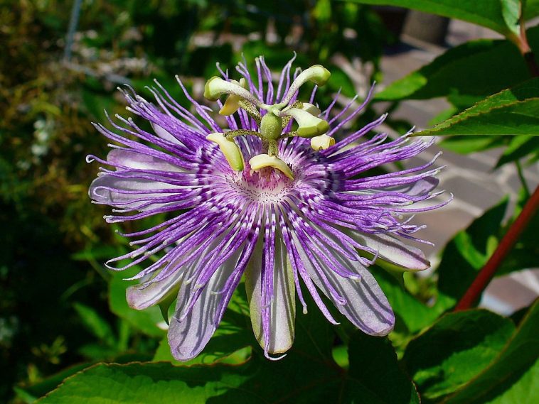 Passiflora é bom para quê? para que serve, benefícios e malefícios | Dr ...