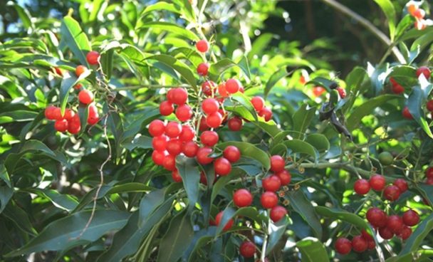 Porangaba é bom para quê? para que serve, benefícios e malefícios | Dr ...