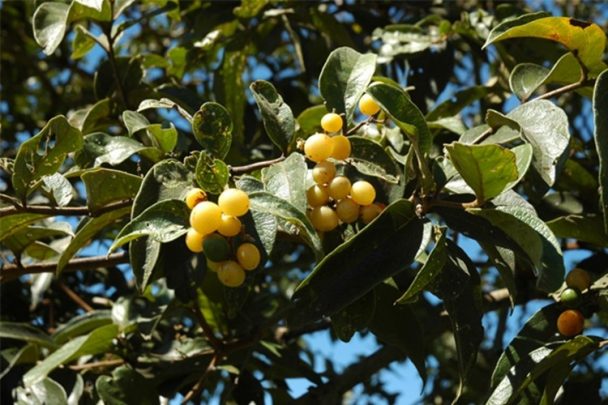 Porangaba é bom para quê? para que serve, benefícios e malefícios | Dr ...