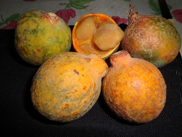 saputa fruta | Dr. Saúde