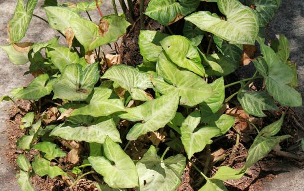 Singônio é bom para quê? para que serve, benefícios e malefícios | Dr ...