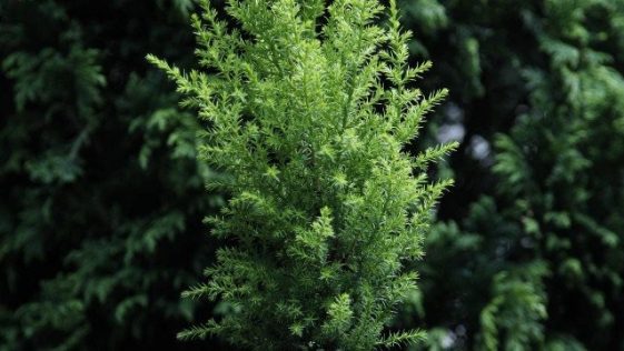 Tuia é bom para quê? para que serve, benefícios e malefícios | Dr. Saúde