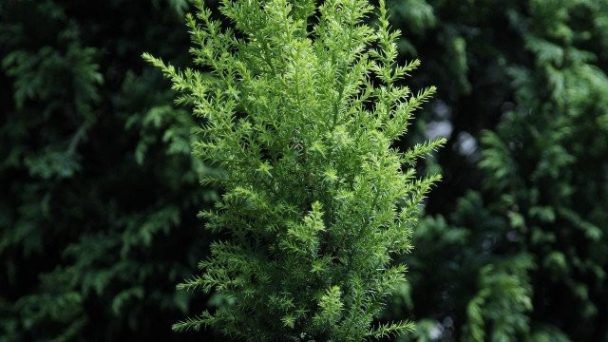 Tuia é bom para quê? para que serve, benefícios e malefícios | Dr. Saúde