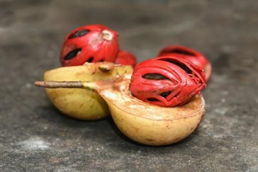 Ucuúba fruto é bom para quê? para que serve, benefícios e malefícios ...