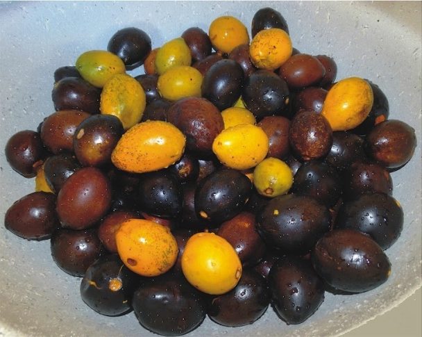 Umari fruta: 10 benefícios, informação nutricional e malefícios | Dr. Saúde