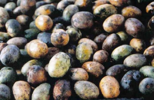 Uxi fruta: 30 benefícios, informação nutricional e malefícios | Dr. Saúde