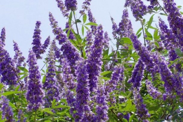 Vitex é bom para quê? para que serve, benefícios e malefícios | Dr. Saúde