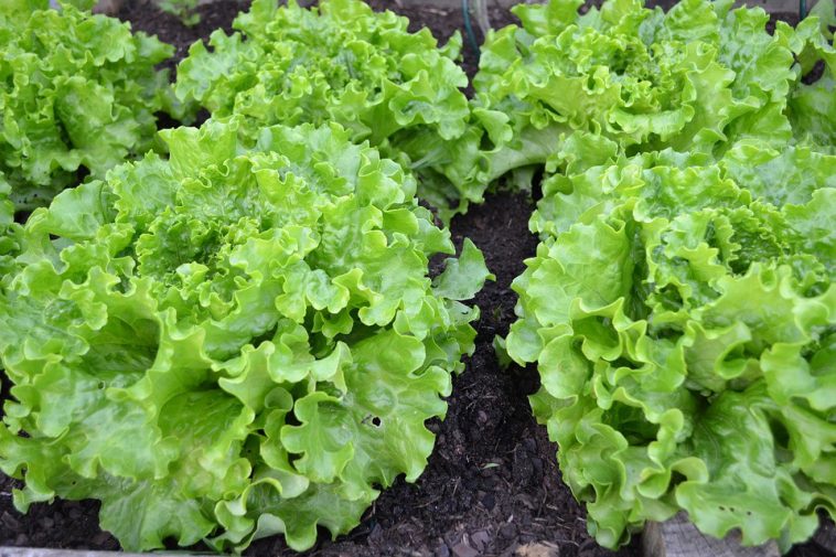 Alface Iceberg: 7 benefícios, informação nutricional e malefícios | Dr ...