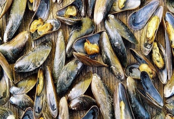 Sururu: O que é, para que Serve, Benefícios, receitas e malefícios | Dr ...